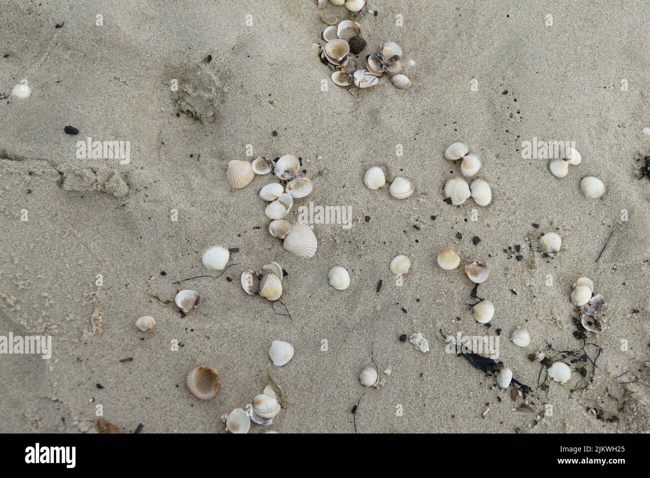 A high angle shot of a bunch of white shells at a beach Stock Photo - Alamy