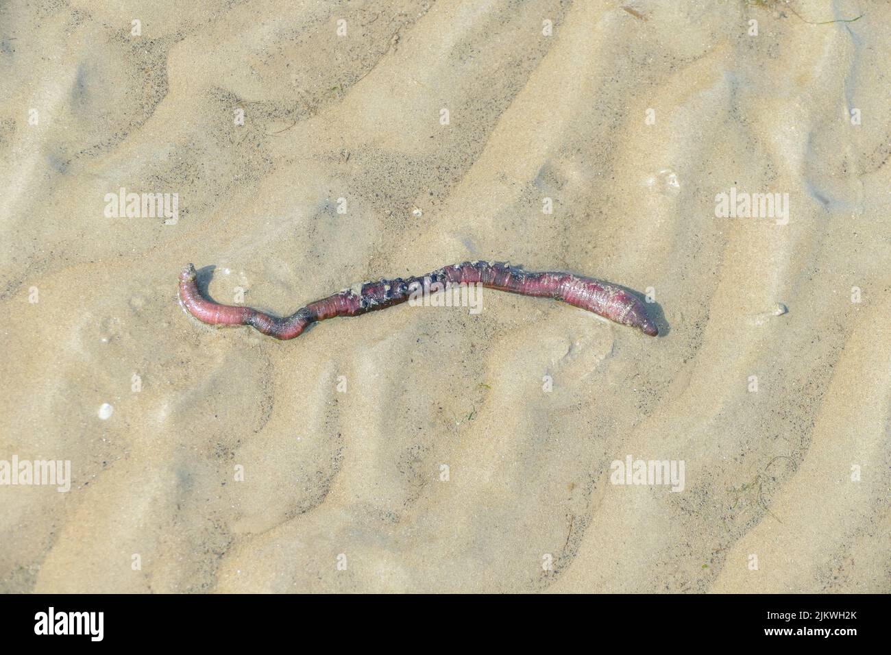 A high angle shot of a worm at a beach of the North sea during the day ...