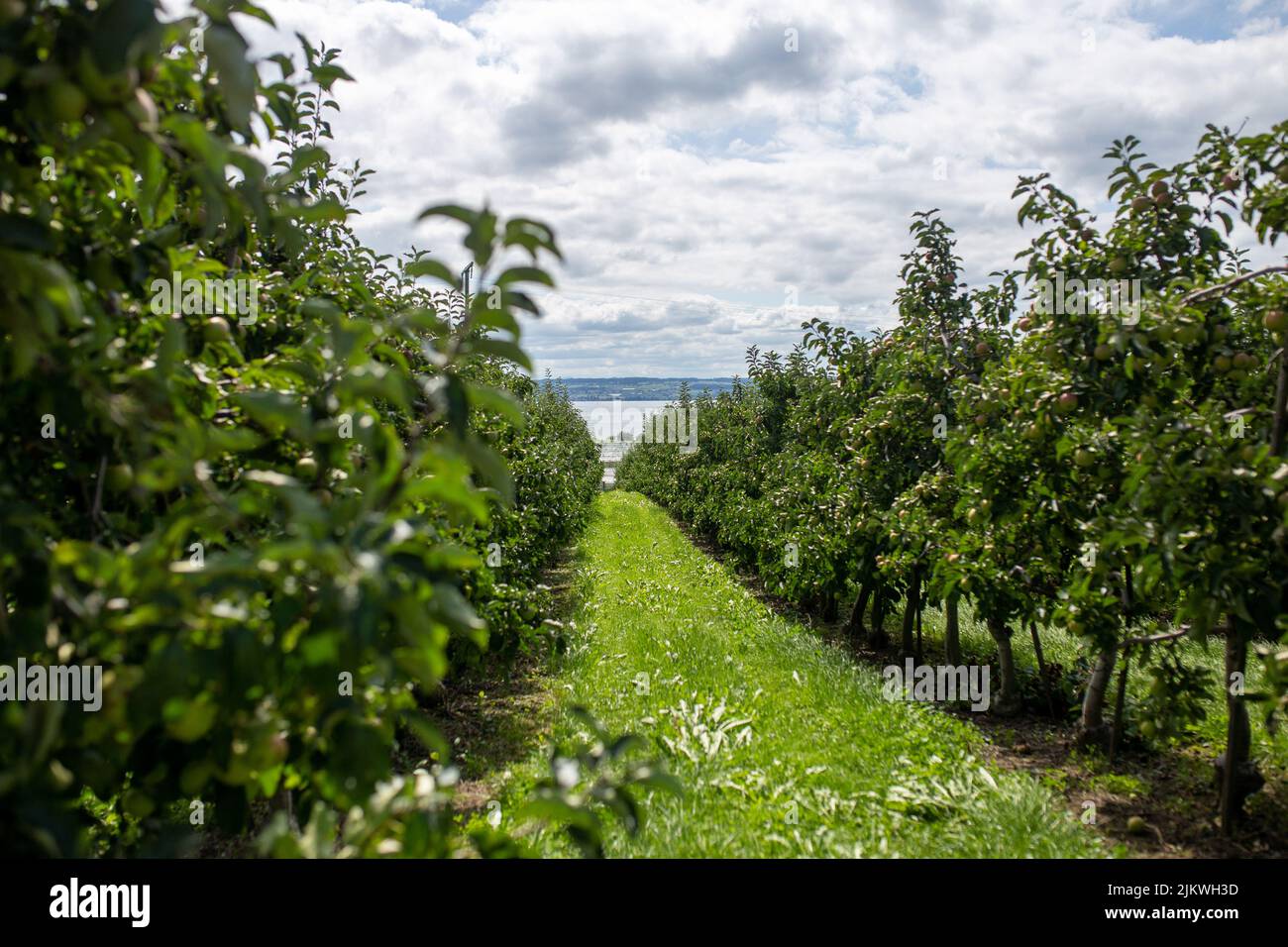 A beautiful shot of a fruit field in a green field under the cloudy ...