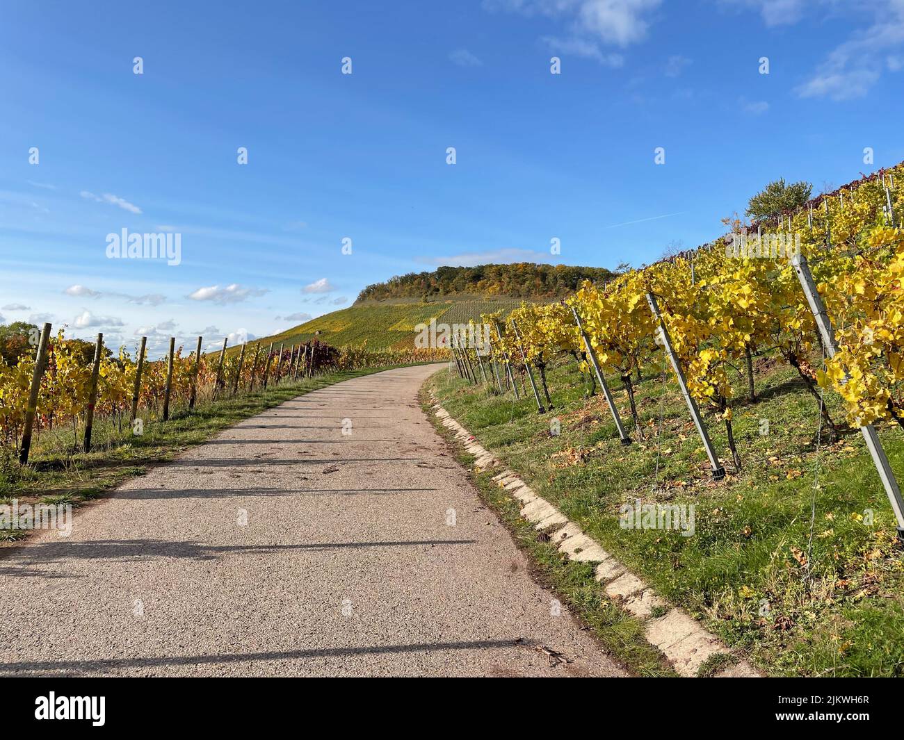 A pathway through vineyard field during autumn in Lake Constance Stock ...