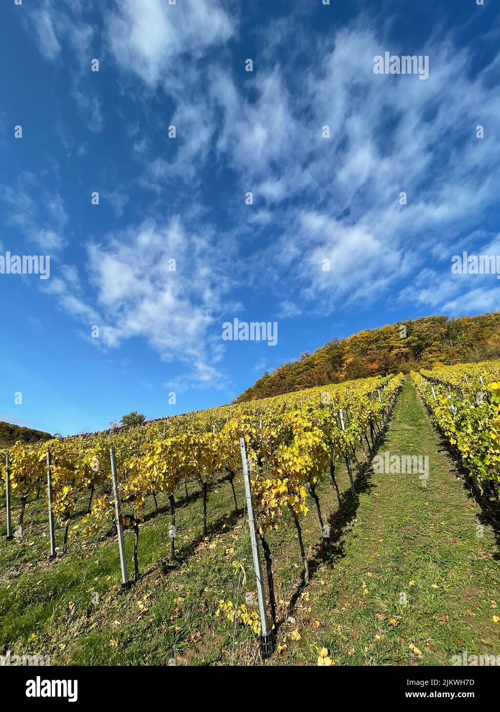 A vertical shot of vineyard field during autumn in Lake Constance under ...