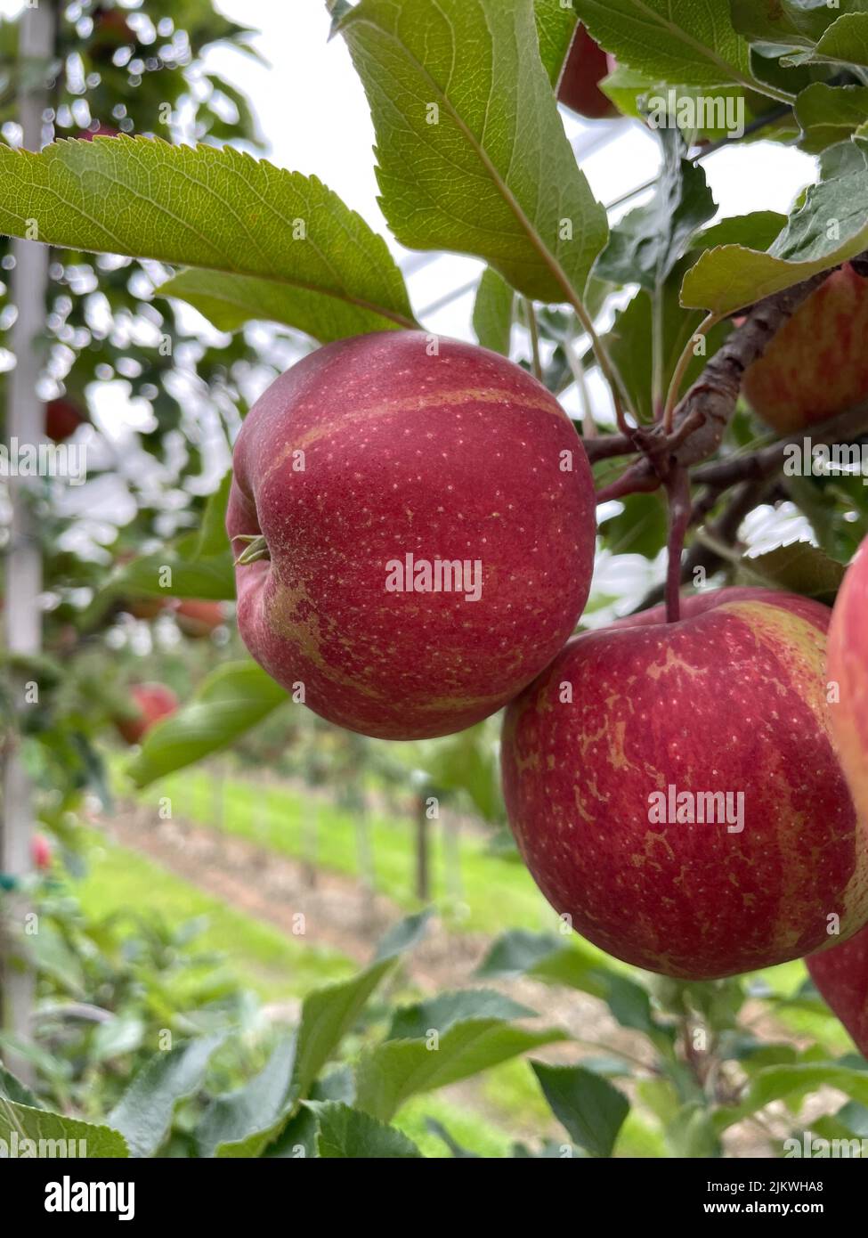 Apples hanging on the tree hi-res stock photography and images - Alamy