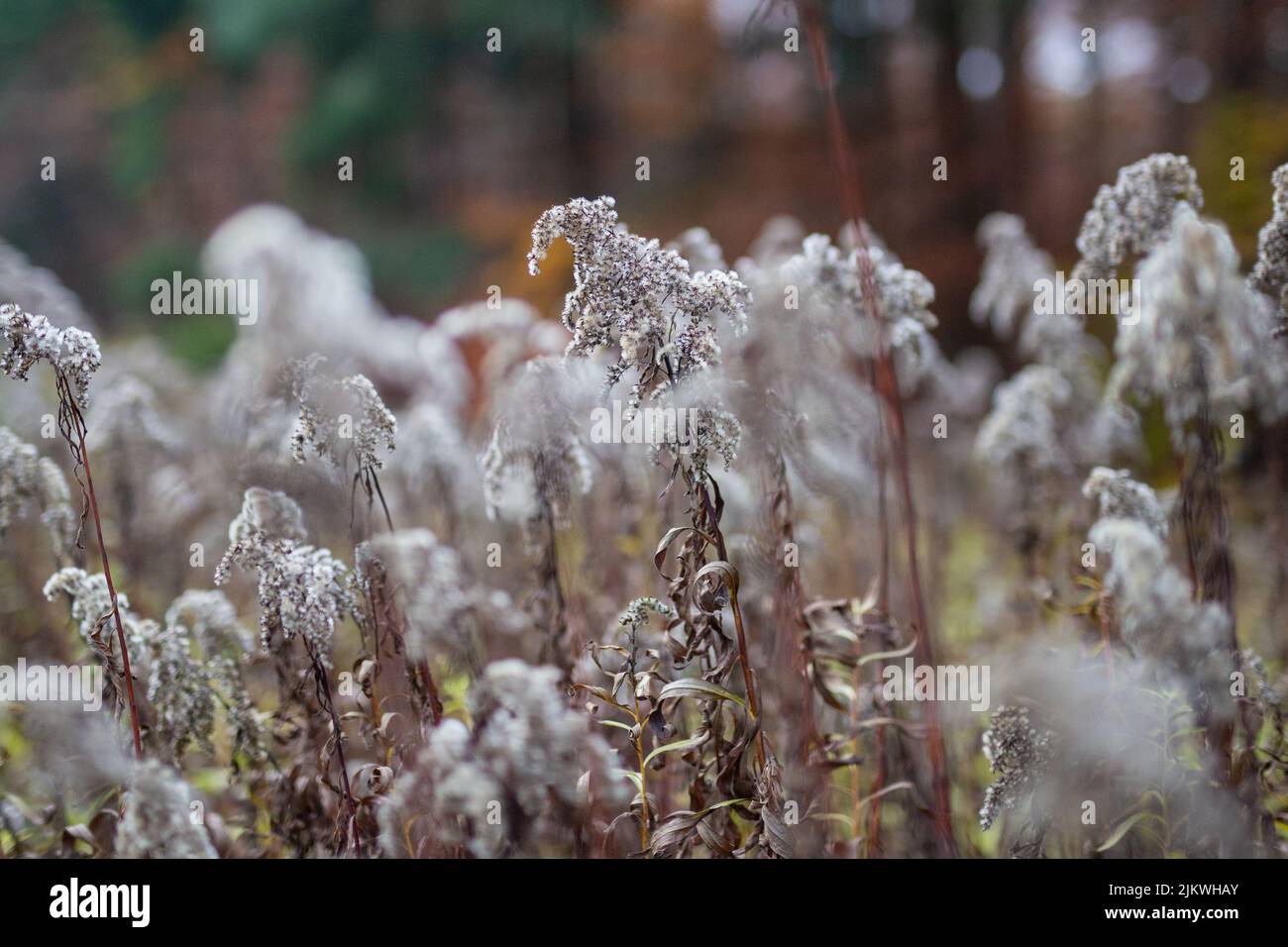 Seed heads background hi-res stock photography and images - Alamy