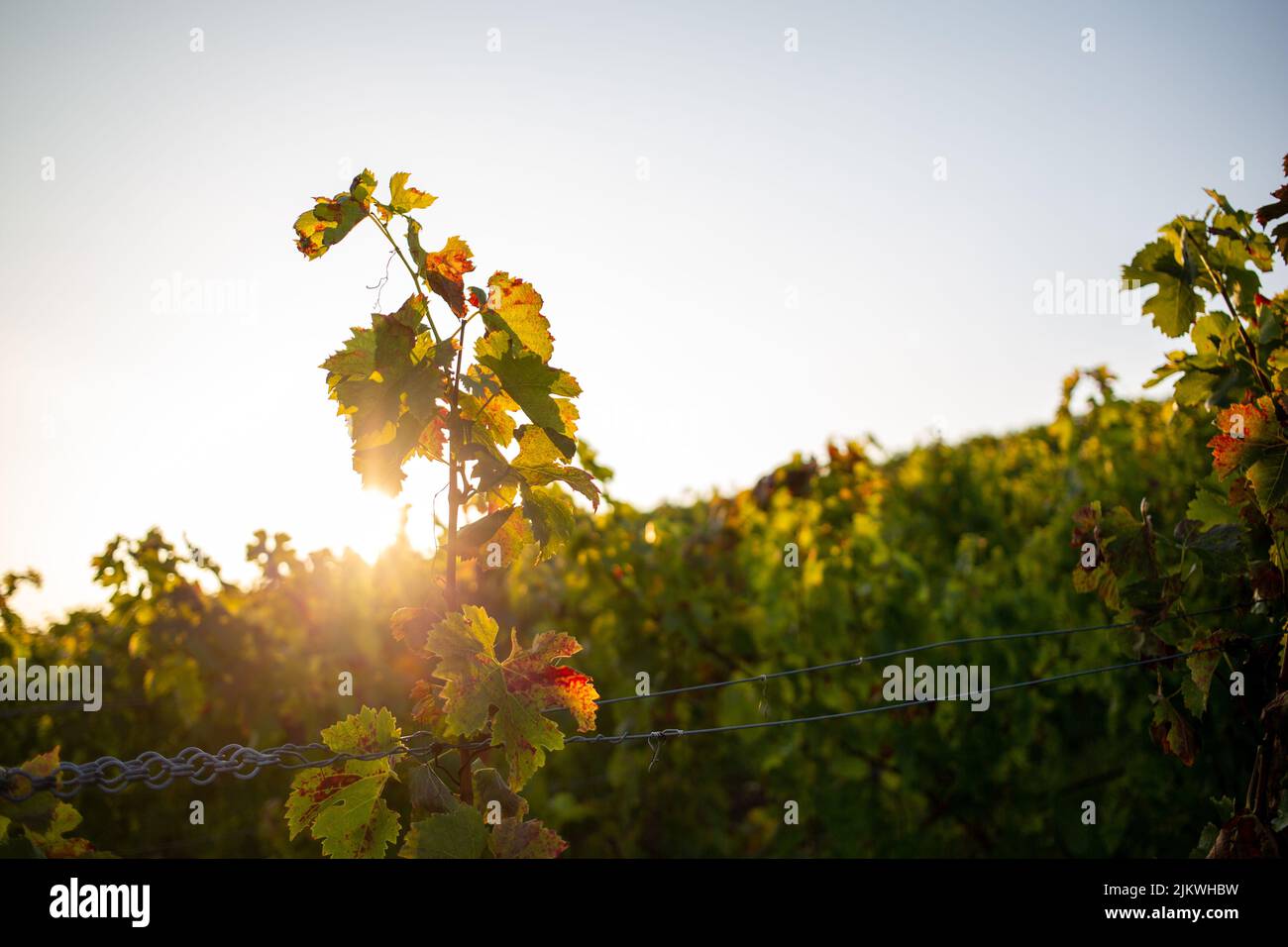Sunlight vineyard hi-res stock photography and images - Alamy