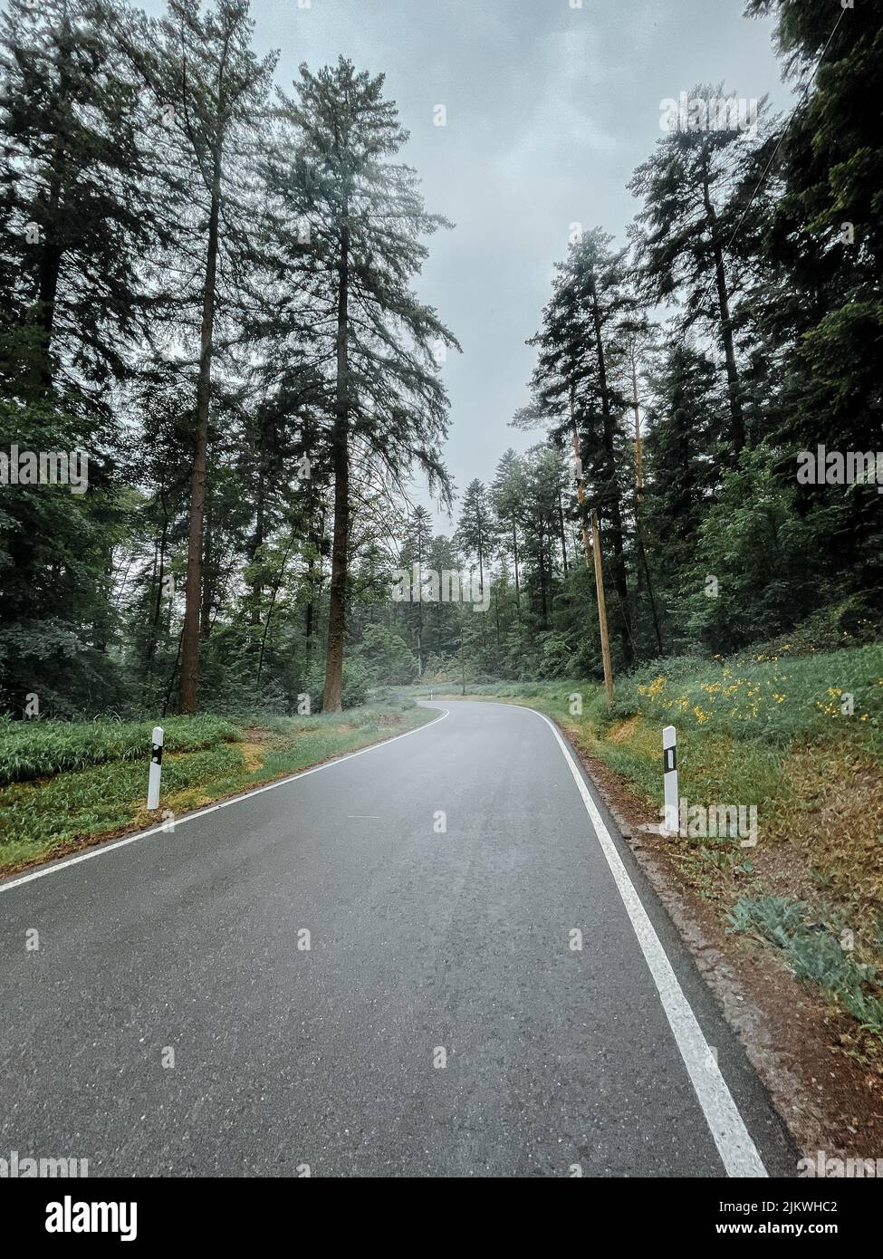 Road with tall trees hi-res stock photography and images - Alamy
