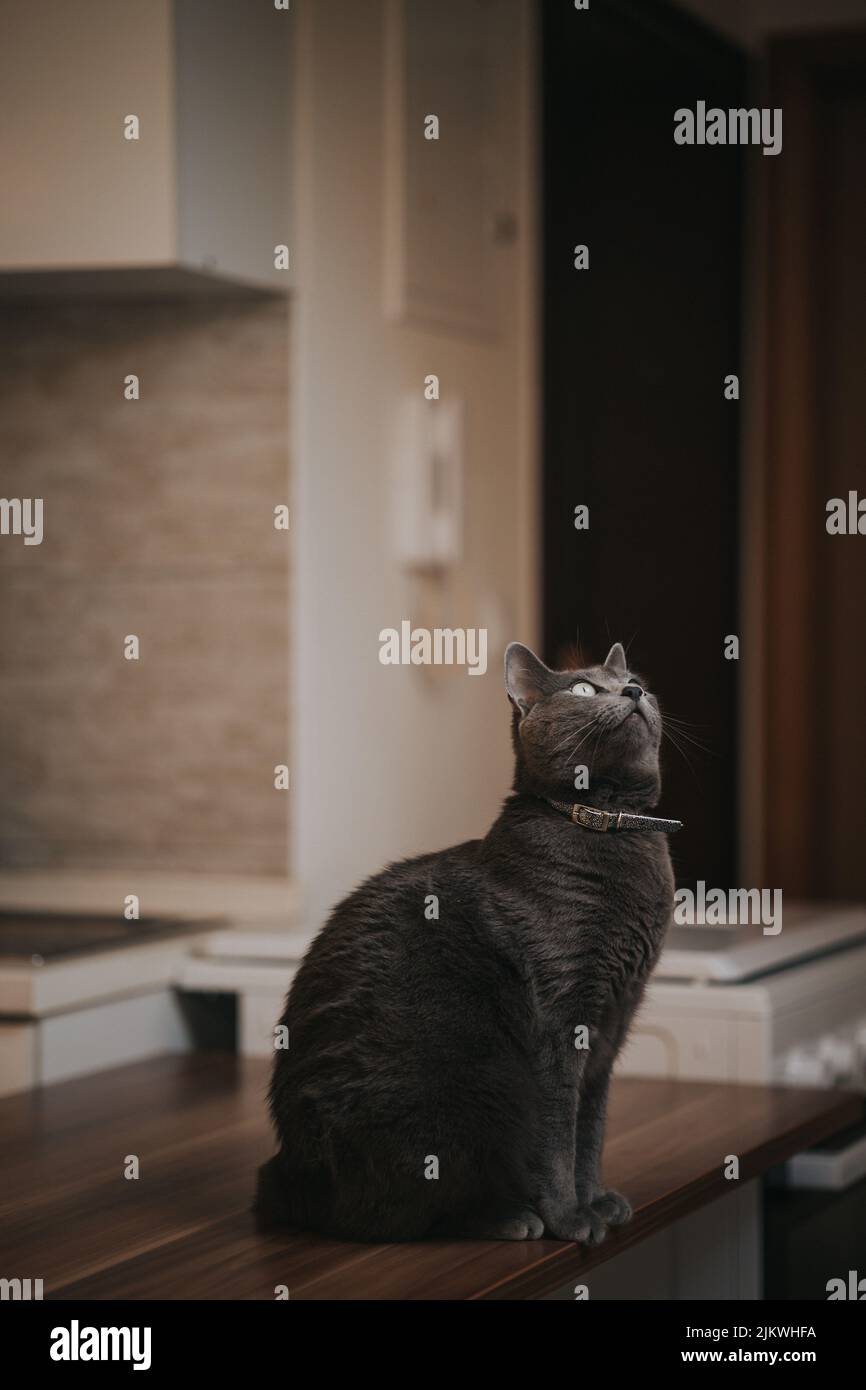 A vertical closeup of the Russian Blue Cat commonly referred to as just ...