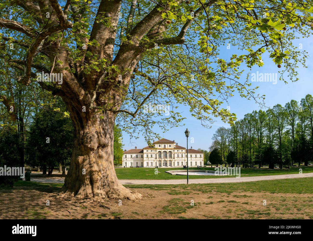 the city's oldest plane tree (Platanus occidentalis, , planted at the ...
