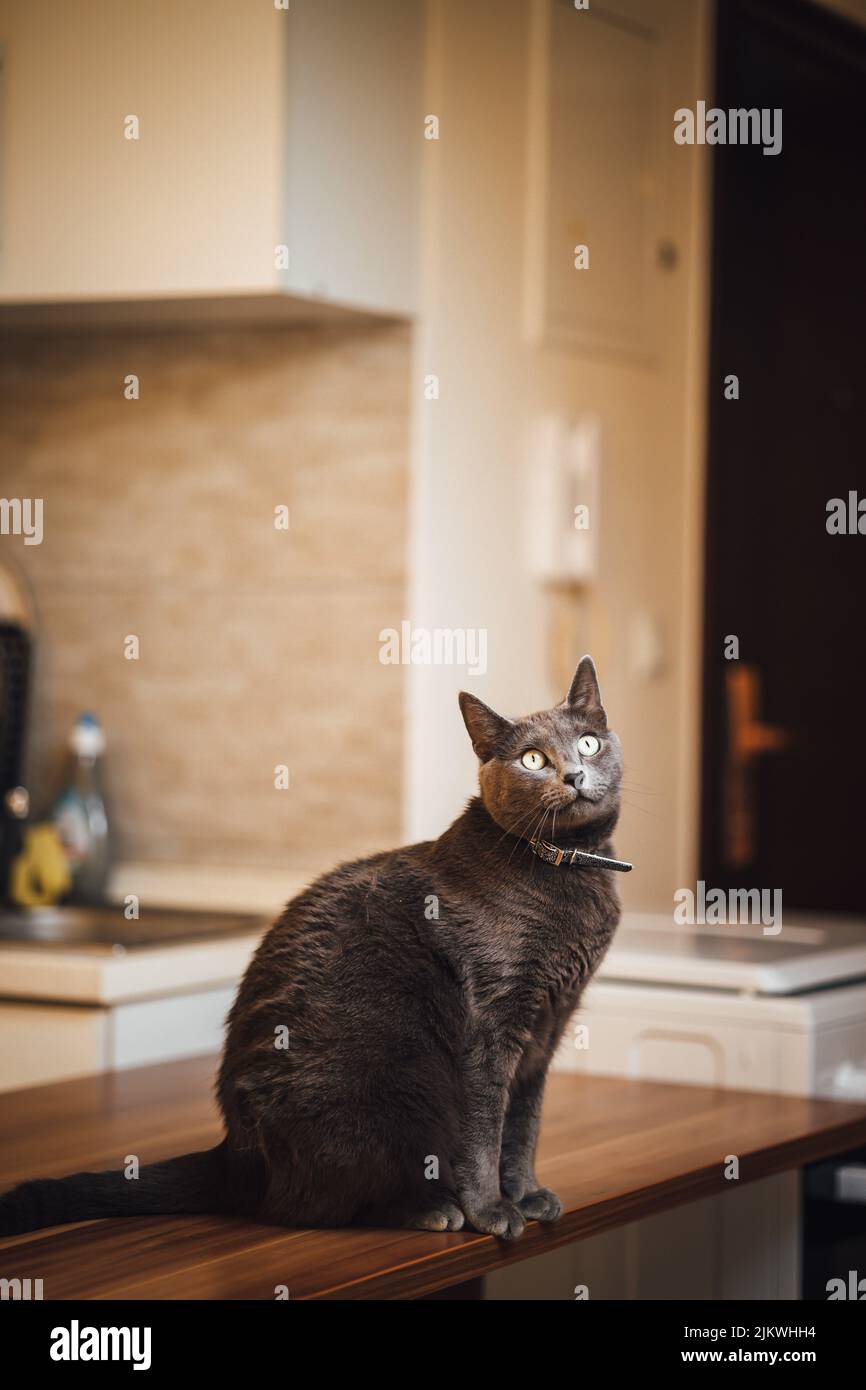 A vertical closeup of the Russian Blue Cat commonly referred to as just ...