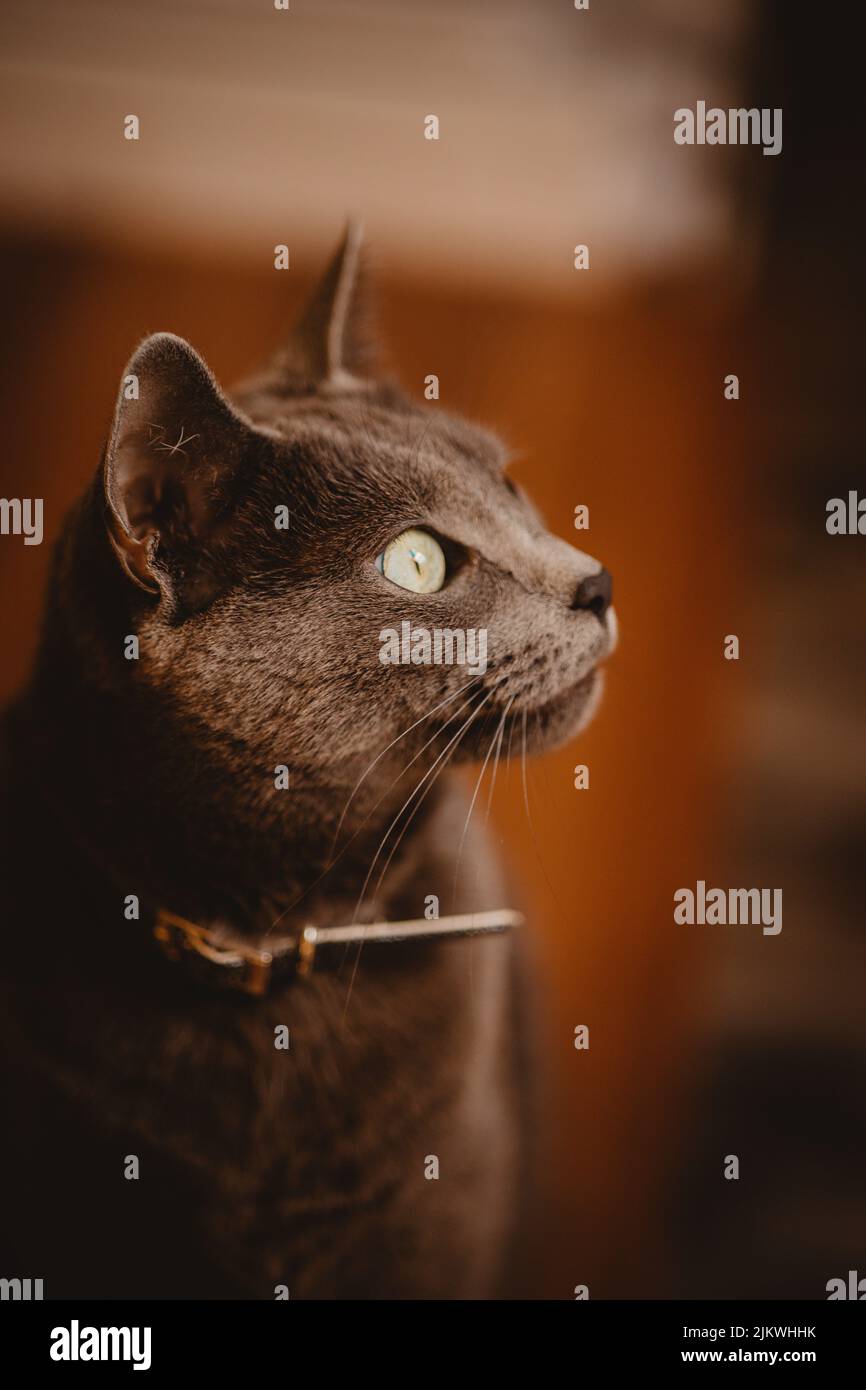 A vertical closeup of the Russian Blue Cat commonly referred to as just ...
