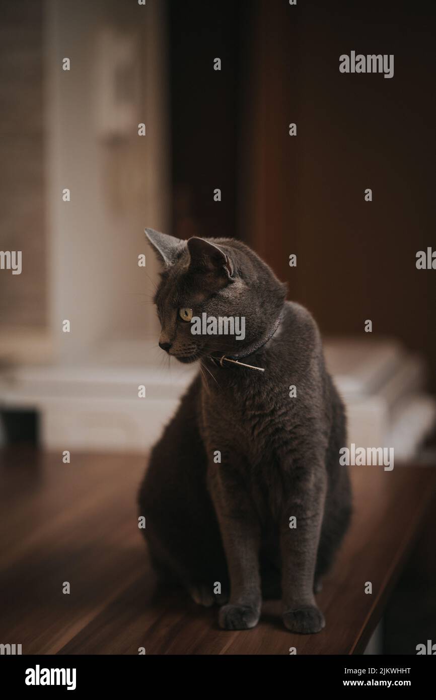 A vertical closeup of the Russian Blue Cat commonly referred to as just ...