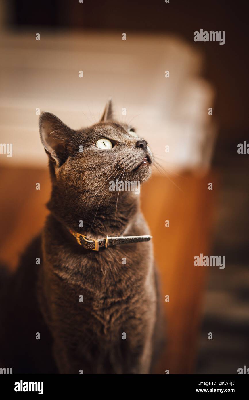 A vertical closeup of the Russian Blue Cat commonly referred to as just ...