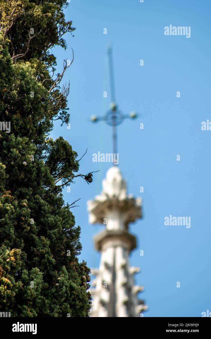 A vertical shot of a tree with blurred tower background Stock Photo - Alamy