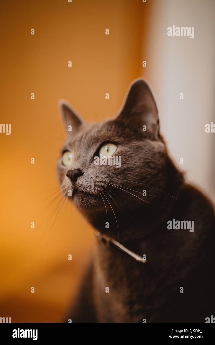 A vertical closeup of the Russian Blue Cat commonly referred to as just ...
