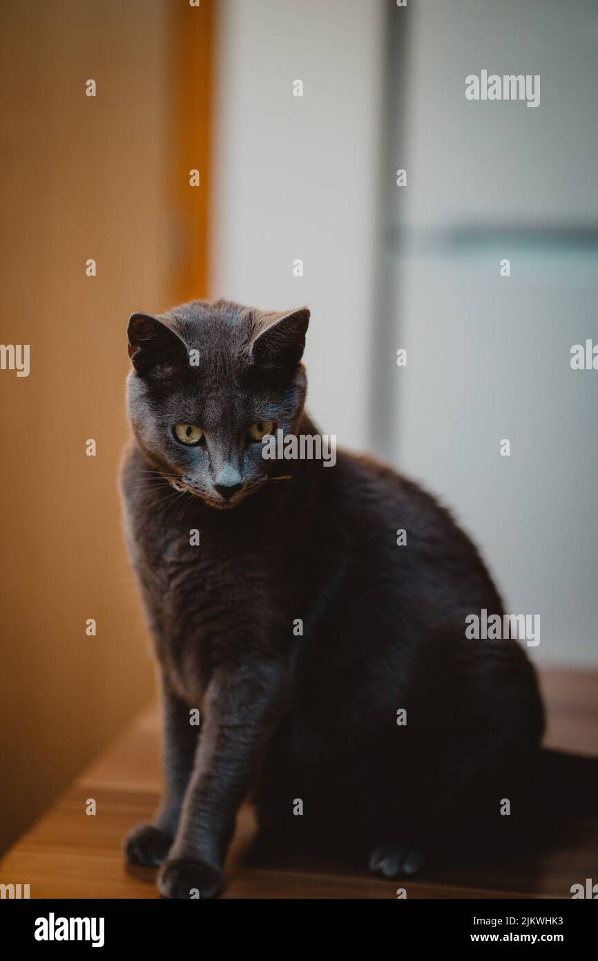A vertical closeup of the Russian Blue Cat commonly referred to as just ...