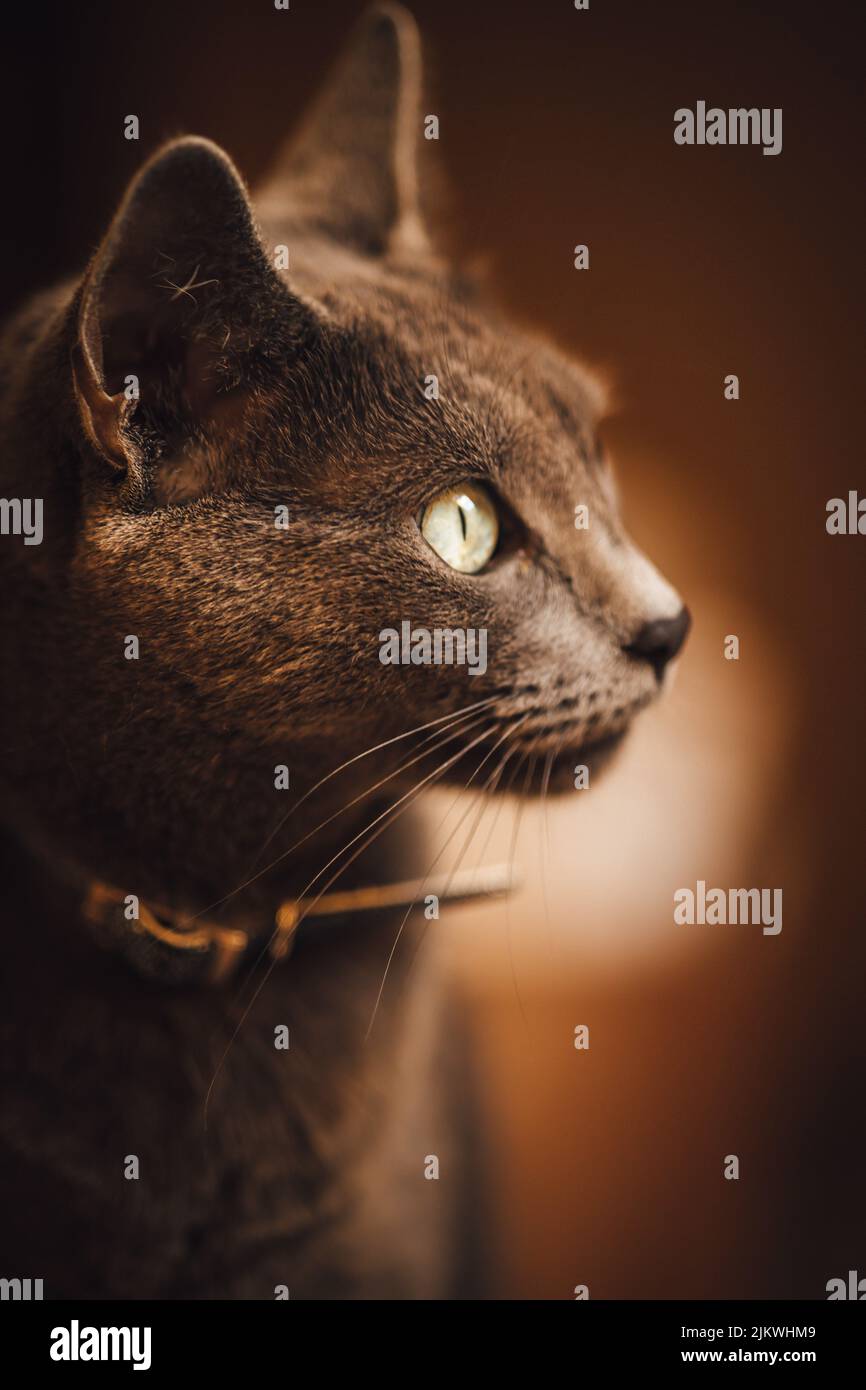 A vertical closeup of the Russian Blue Cat commonly referred to as just ...