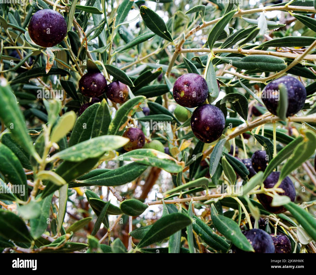 Olive tree fruits hi-res stock photography and images - Alamy