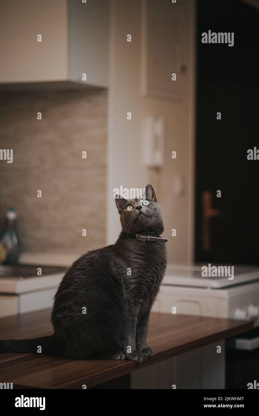 A vertical closeup of the Russian Blue Cat commonly referred to as just ...
