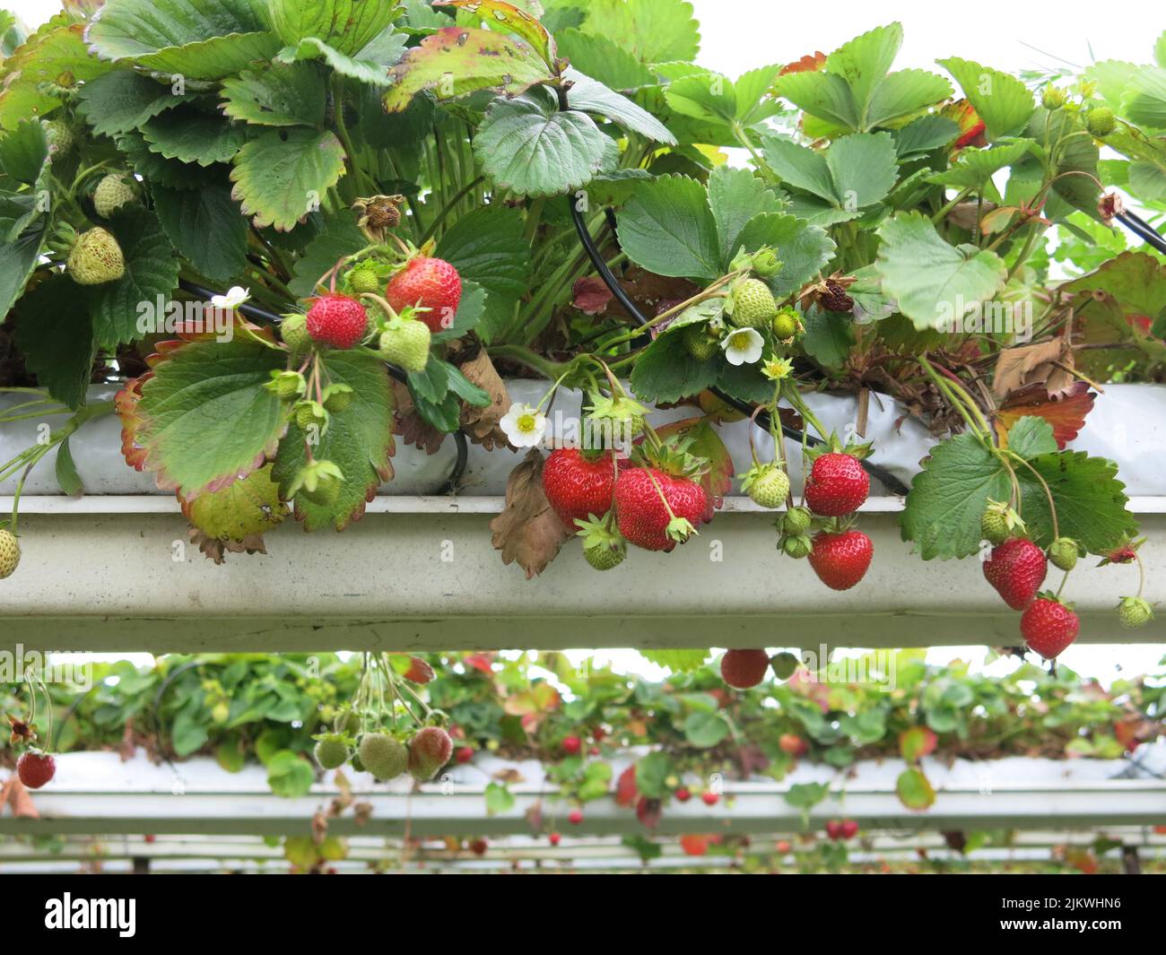 Red strawberries ready for picking cascade down from the growing ...