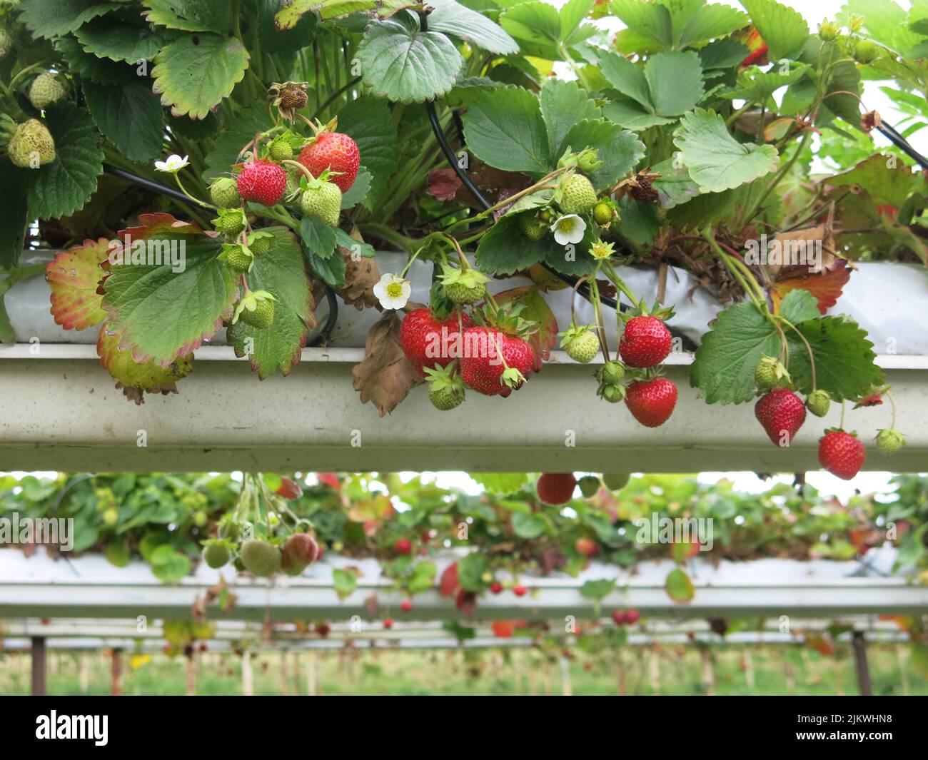 Red strawberries ready for picking cascade down from the growing ...