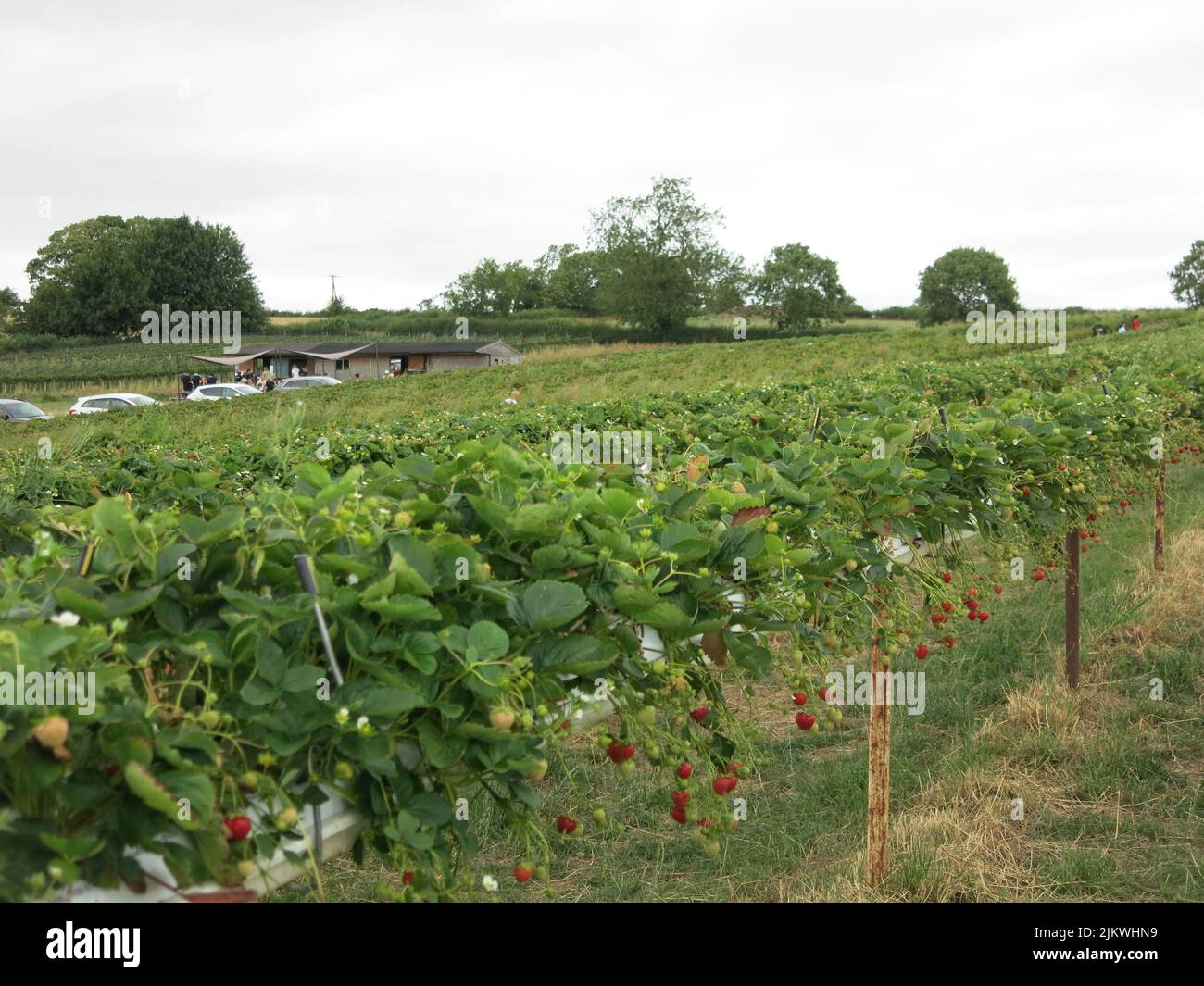 View of the pick your own strawberry farm in Harpole, Northamptonshire ...