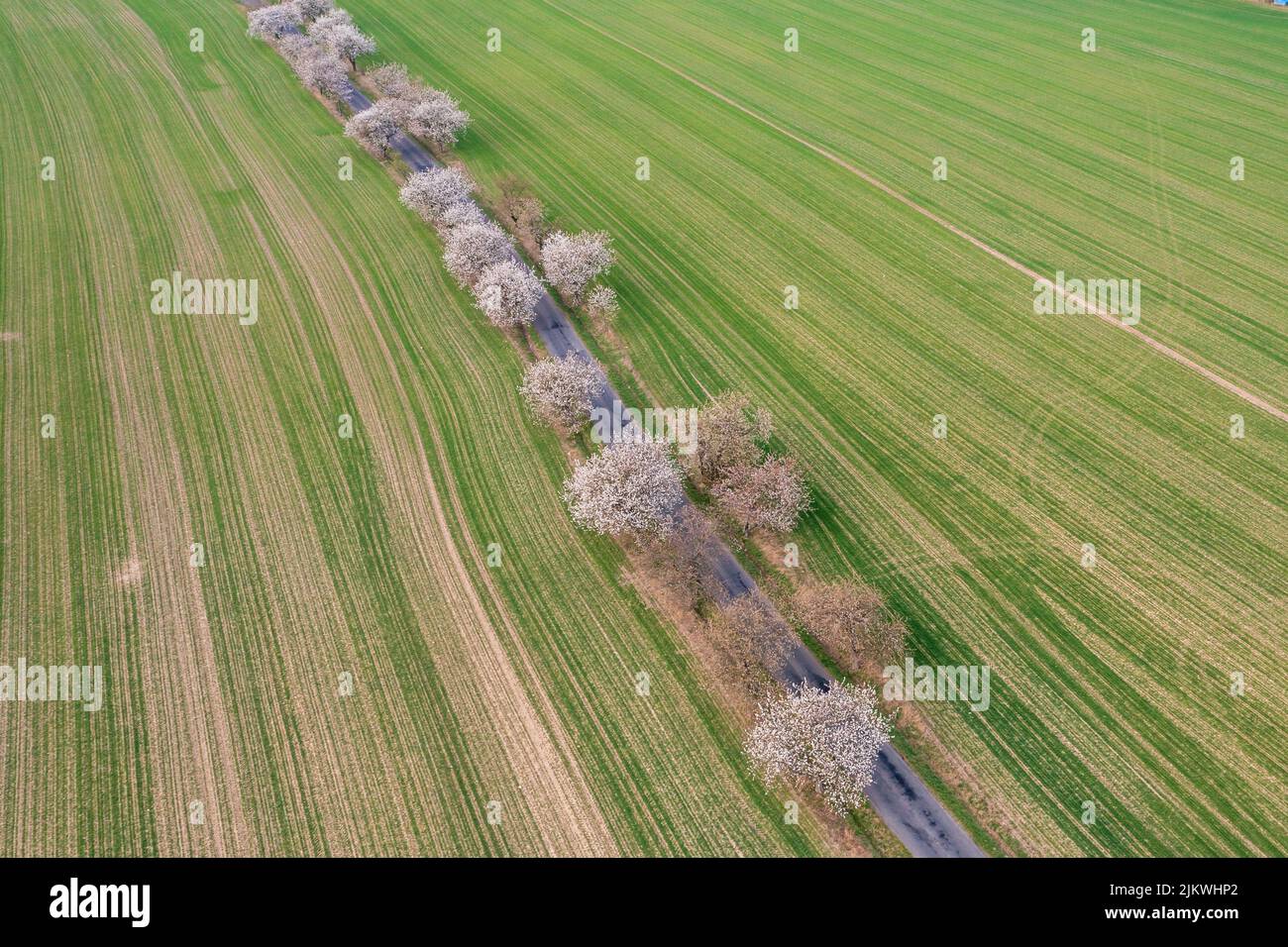 Aerial view on a road between fields with trees along in the spring ...