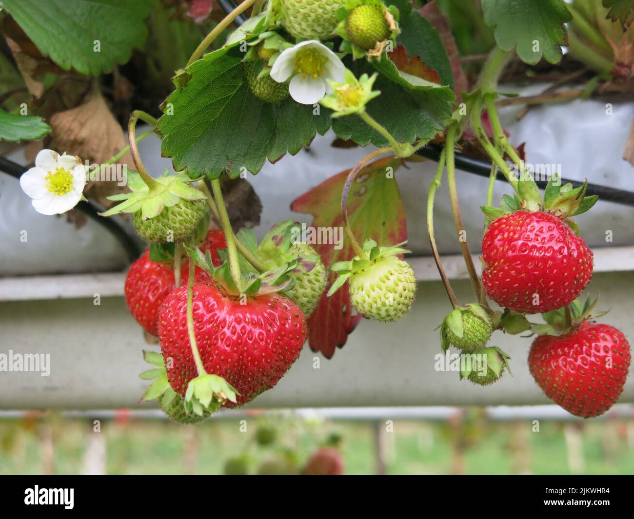 Growing soft fruit in an English garden: close-up of a strawberry plant ...