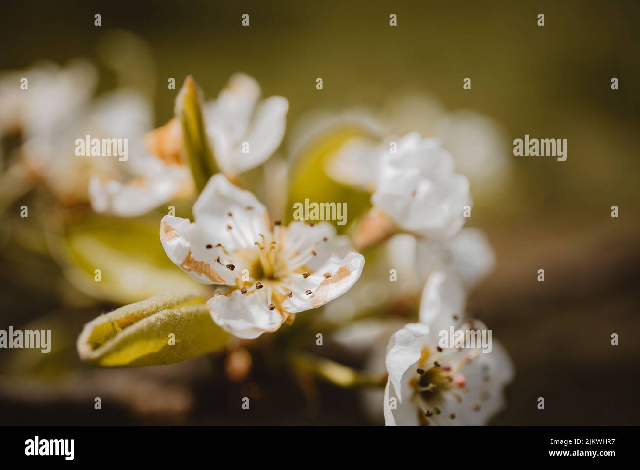 A closeup of the blooming Callery pear tree branch with white flowers ...