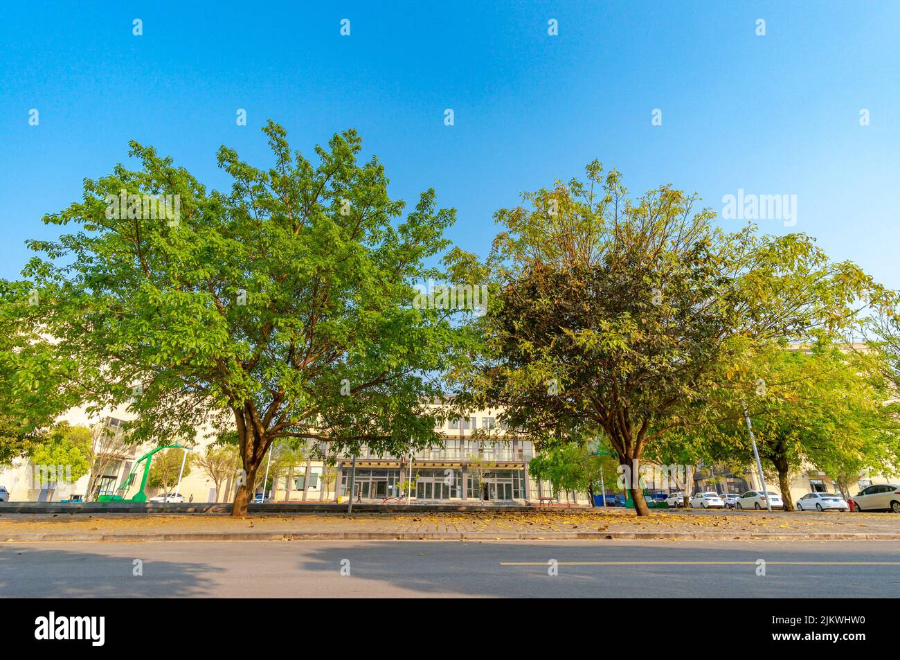 Juniper street hi-res stock photography and images - Alamy