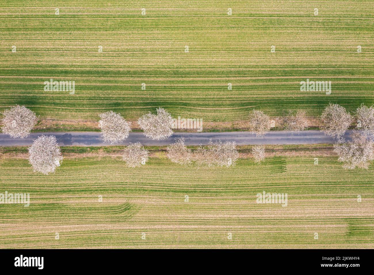 Aerial view on a road between fields with trees along in the spring ...