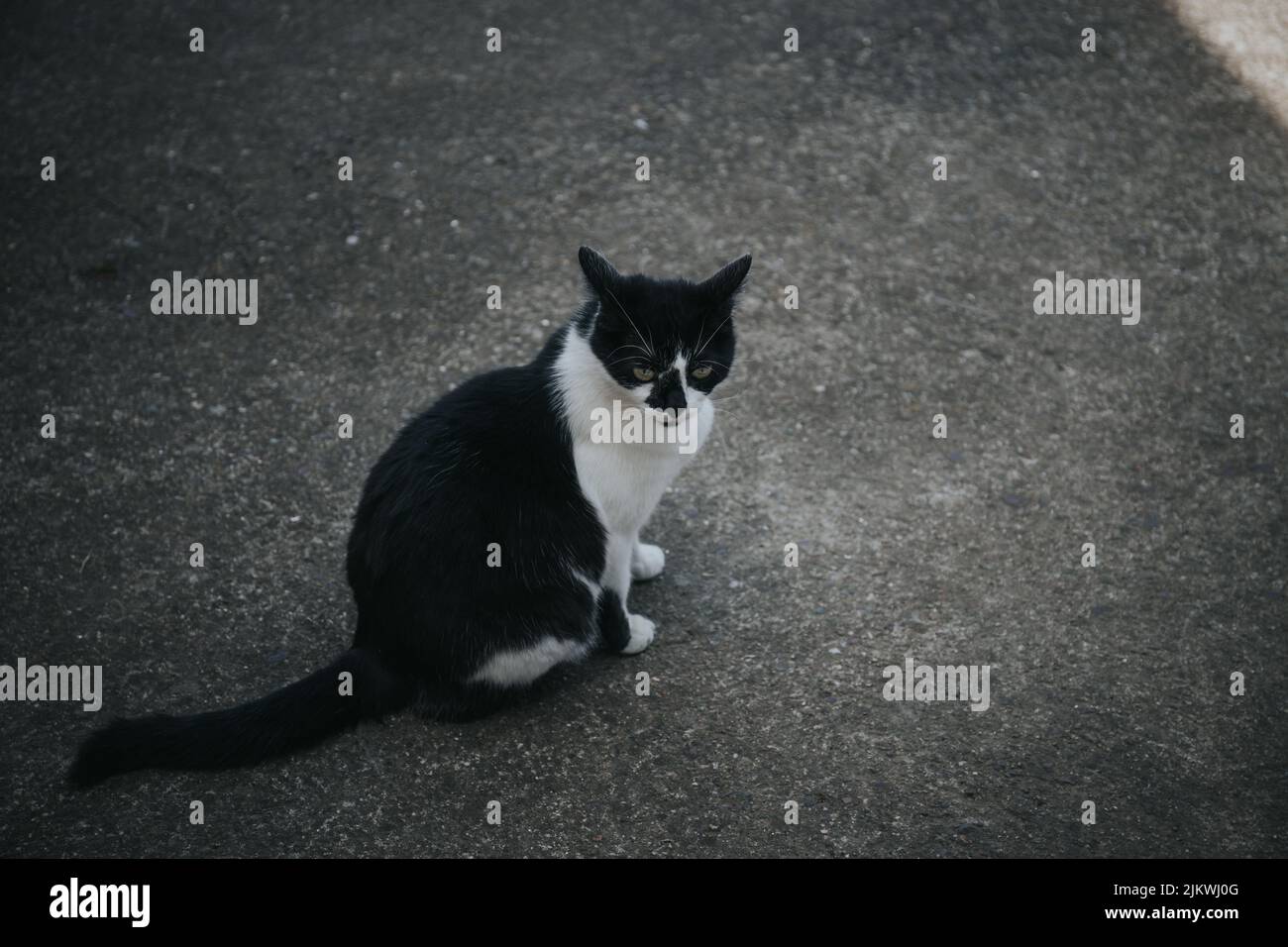 Tuxedo cat bicolor domestic hi-res stock photography and images - Alamy