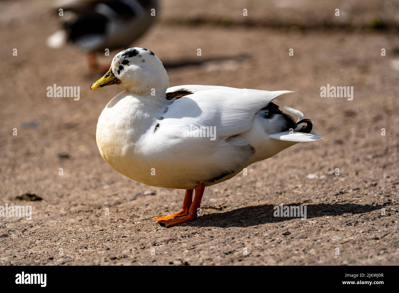 Black and white spots hi-res stock photography and images - Alamy