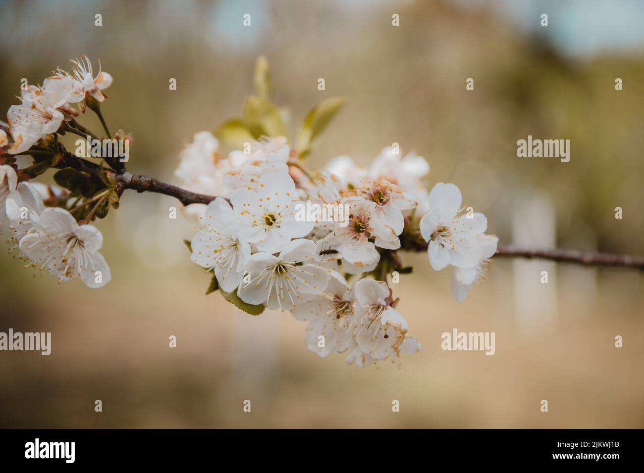 A closeup of the blooming Callery pear tree branch with white flowers ...
