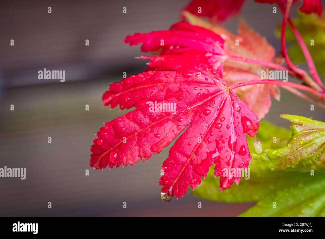 Japanese maple, red leaf in spring after the rain Stock Photo - Alamy