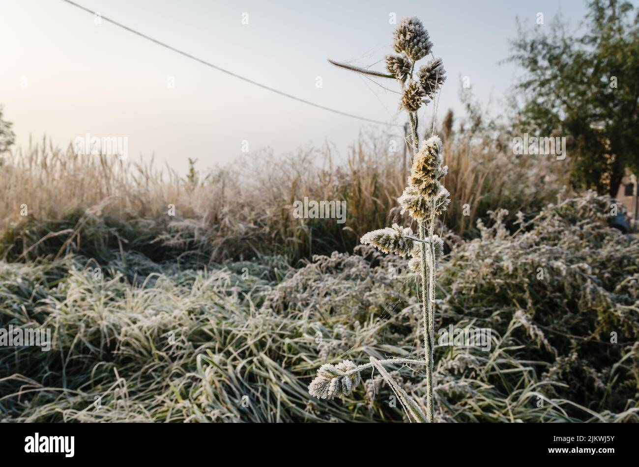 Frost in the early morning on dry meadow plants Stock Photo - Alamy