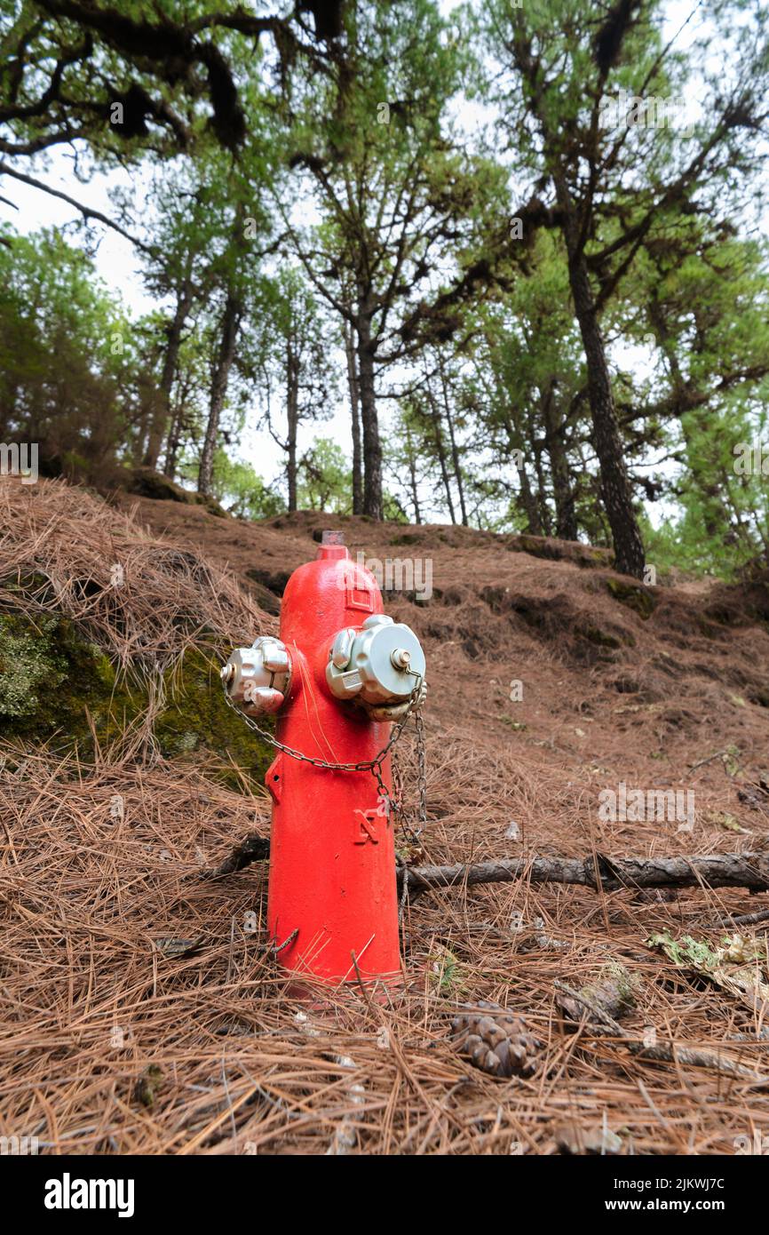Vertical shot of a red water hydrant in a coniferous forest ...