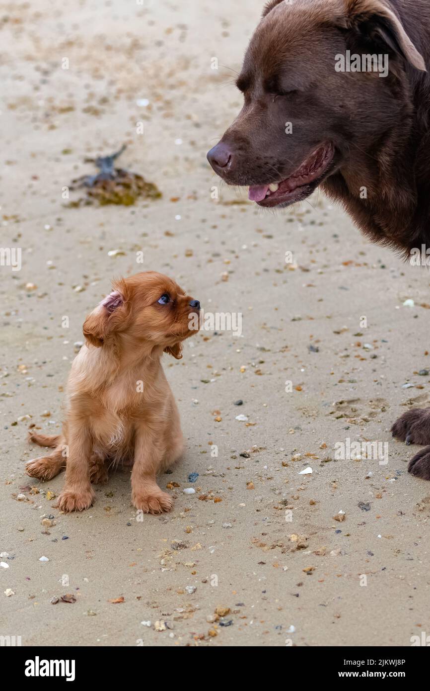 A dog cavalier king charles, a cute puppy playing on the beach with a ...