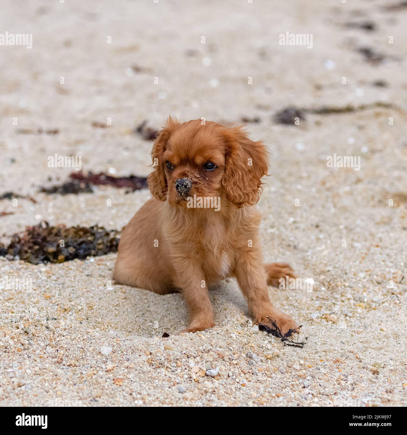 A dog cavalier king charles, a ruby puppy sitting on the beach Stock ...