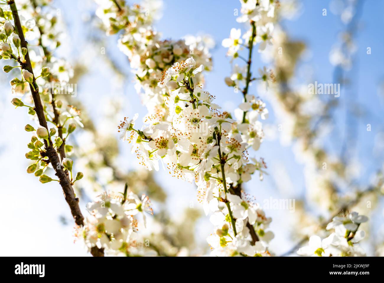 A close-up with spring plum flowers - white flowers of yellow Prunus ...
