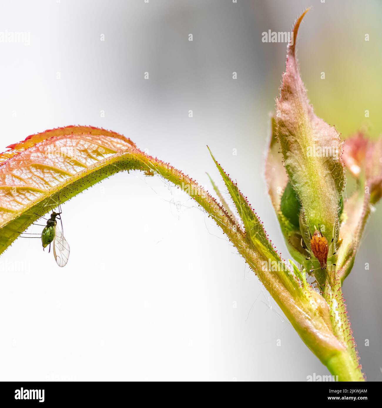 Eat aphids hi-res stock photography and images - Alamy
