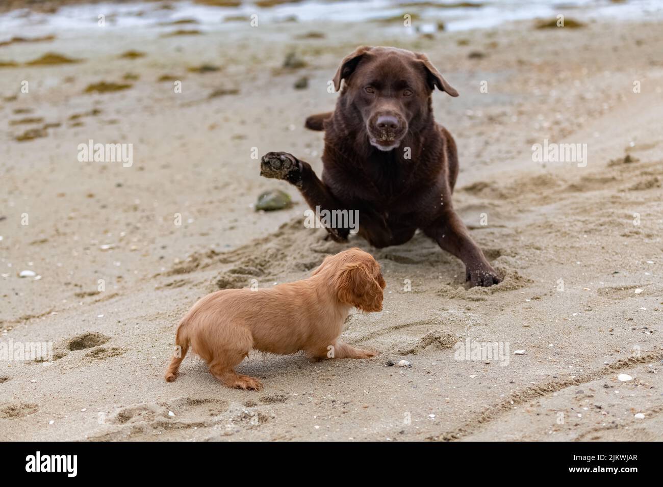 A dog cavalier king charles, a cute puppy playing on the beach with a ...