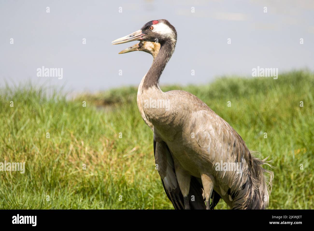 Most common cranes hi-res stock photography and images - Alamy