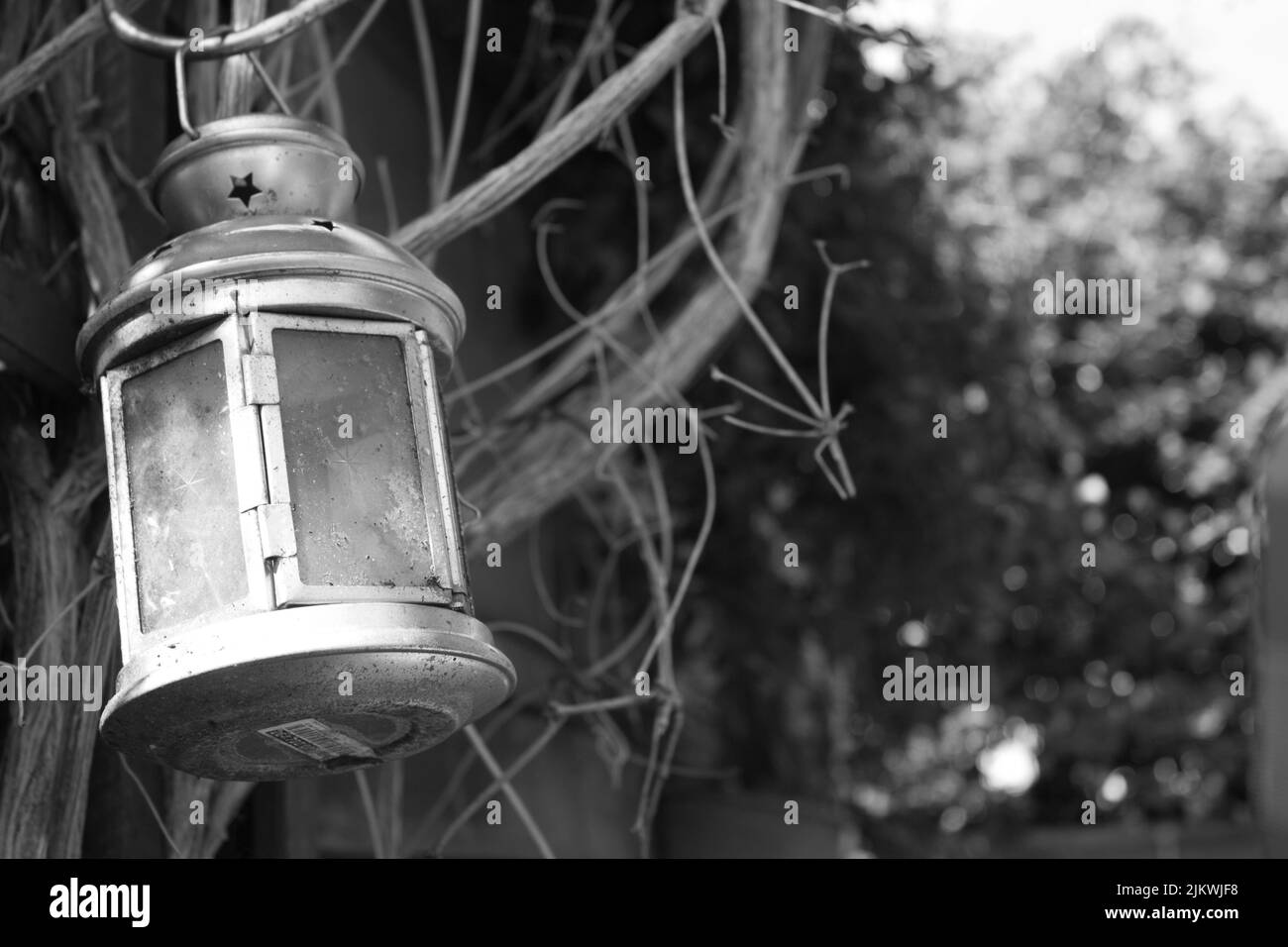 A closeup of an old metal light torch hanging on a tree in greyscale ...