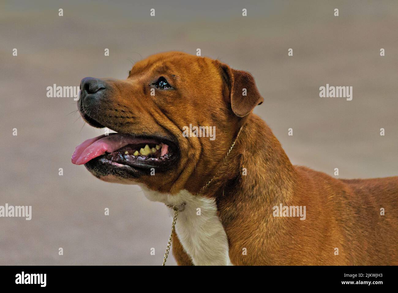 A closeup of a cute brown pitbull dog looking up with his tongue out ...