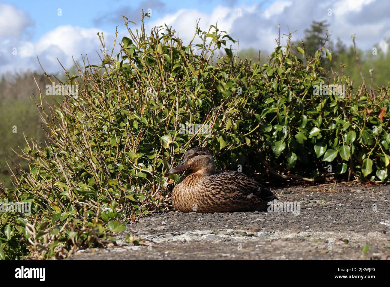 Duck sittign on the wall Stock Photo - Alamy