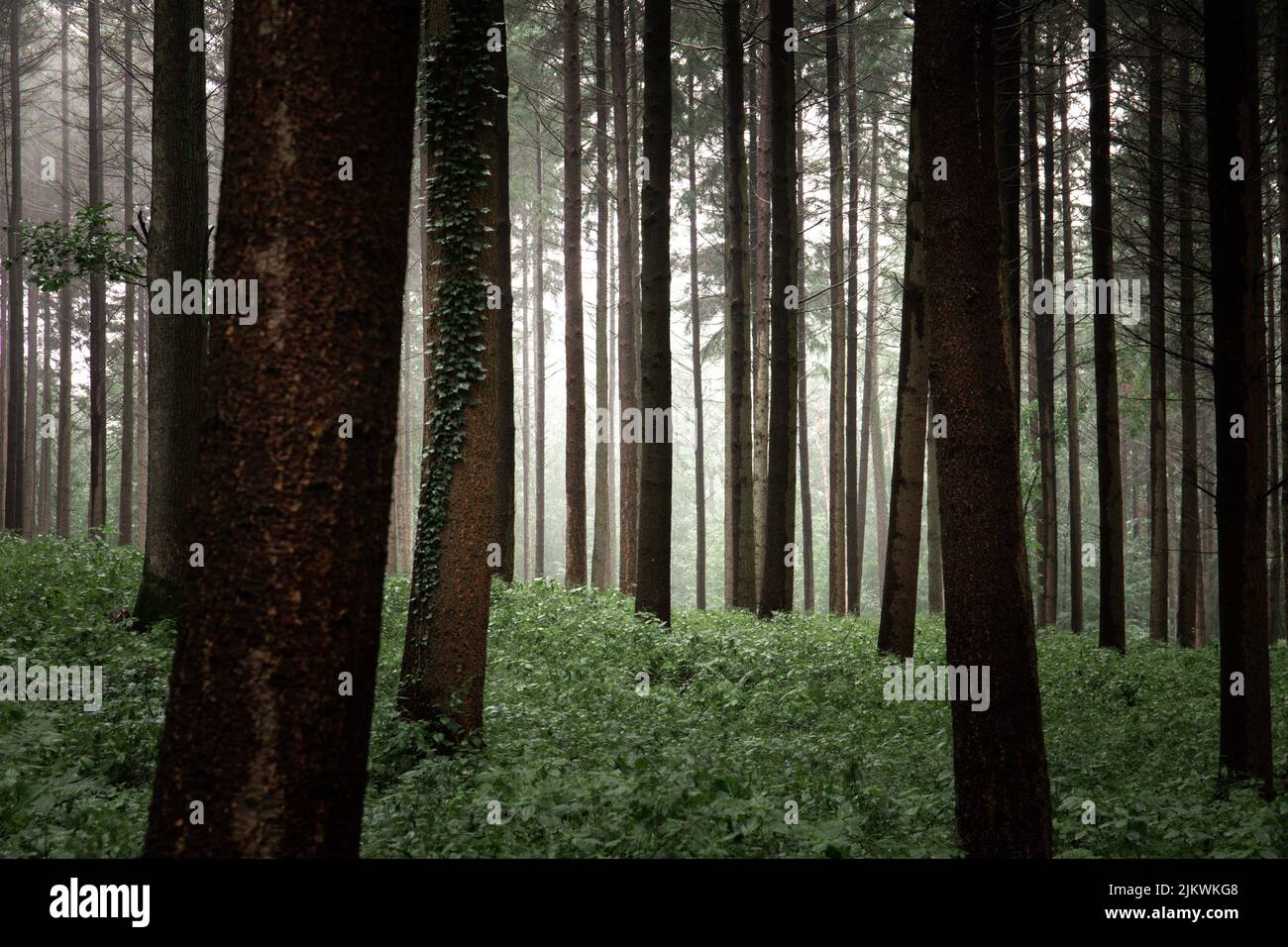 A beautiful mysterious forest with long trees covered in green leaf ...
