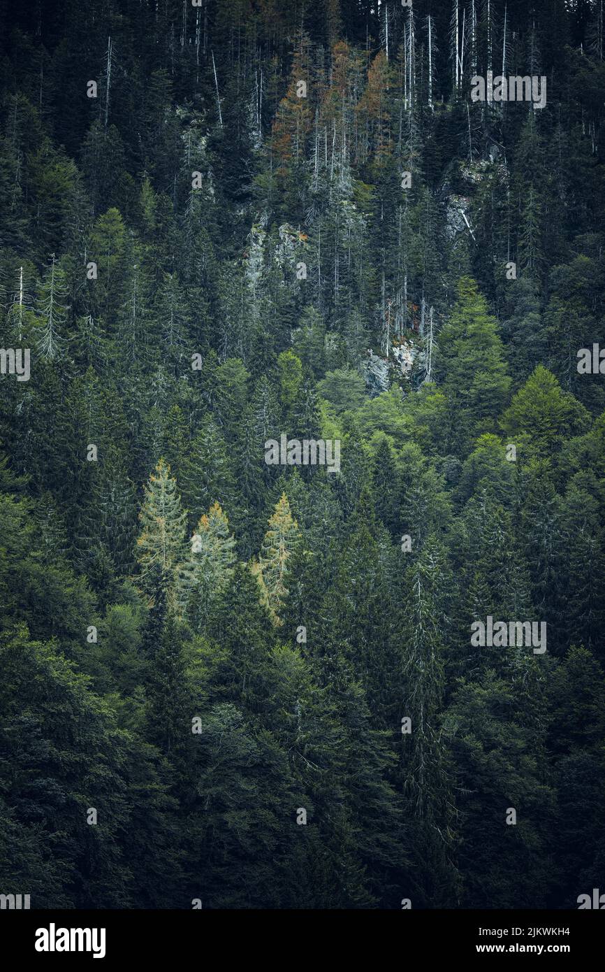 A beautiful view of a dark dense green forest with long trees on a hill ...
