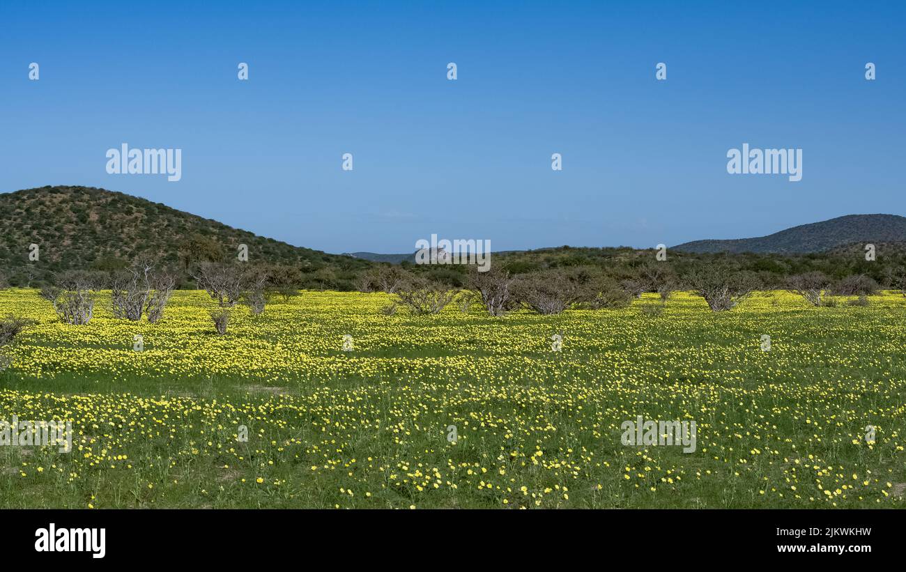 Namibia, landscape in Damaraland, yellow flowers in spring, with ...