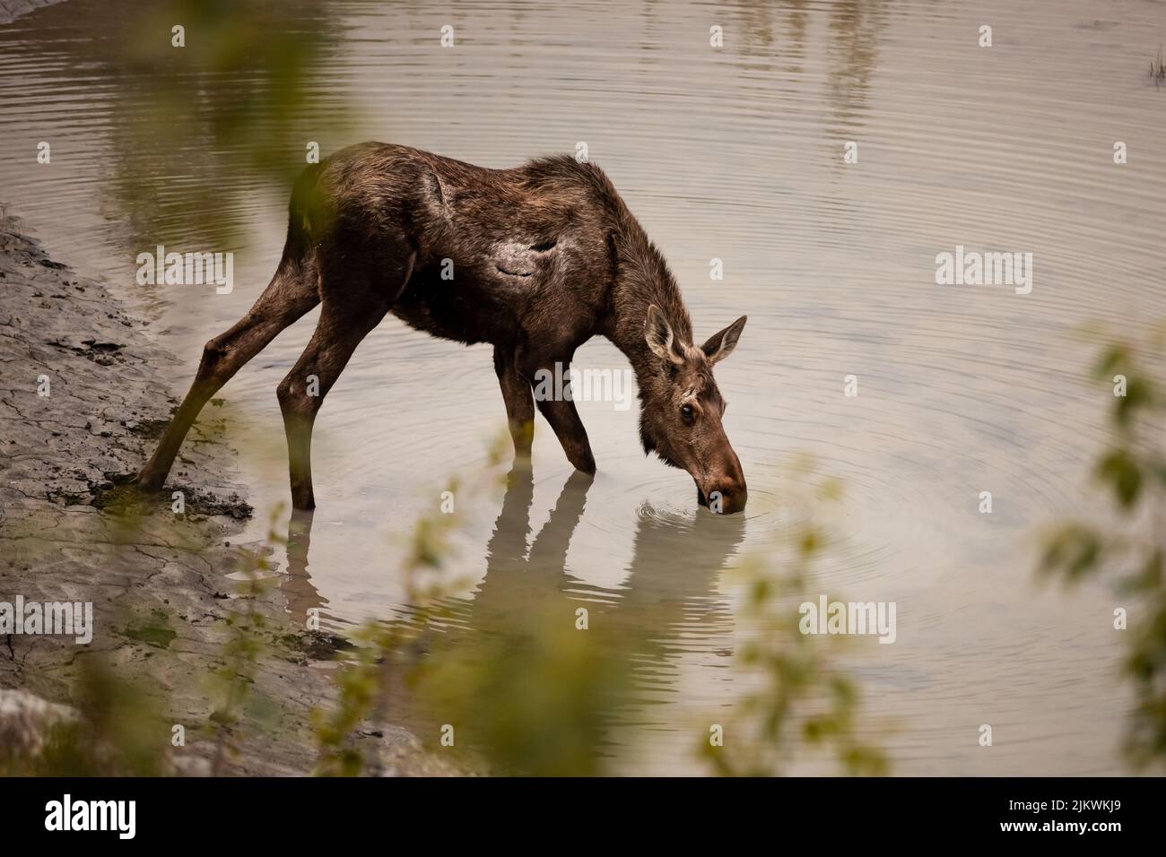 Shot moose hi-res stock photography and images - Alamy