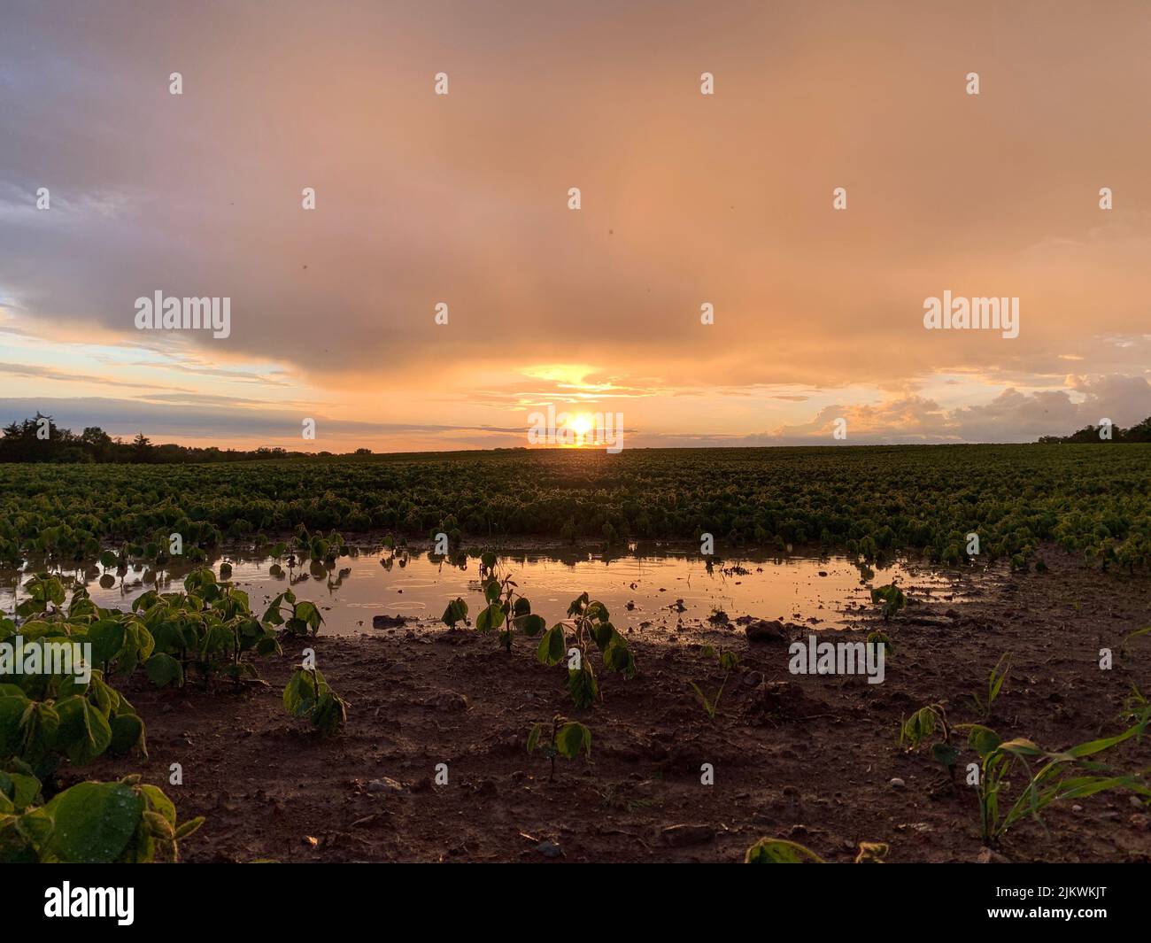 Middle of pond hi-res stock photography and images - Alamy
