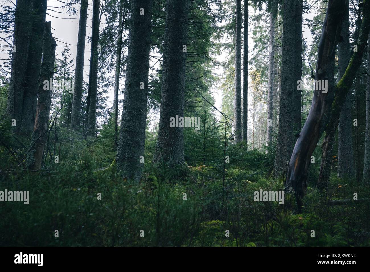 A low angle of a dark mysterious forest with long trees on grass in ...